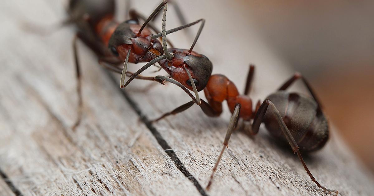 Helping to protect wood ants with walks